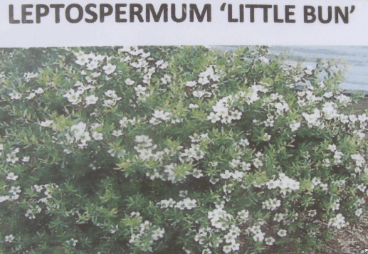 Meredith Nursery « Meredith Nursery Weblog