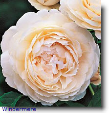 Meredith Nursery « Meredith Nursery Weblog
