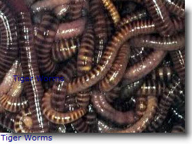 Meredith Nursery « Meredith Nursery Weblog