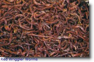 Meredith Nursery « Meredith Nursery Weblog